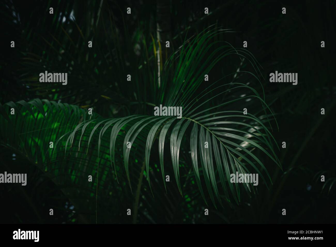 Forêt verte tropicale Banque de photographies et d’images à haute ...