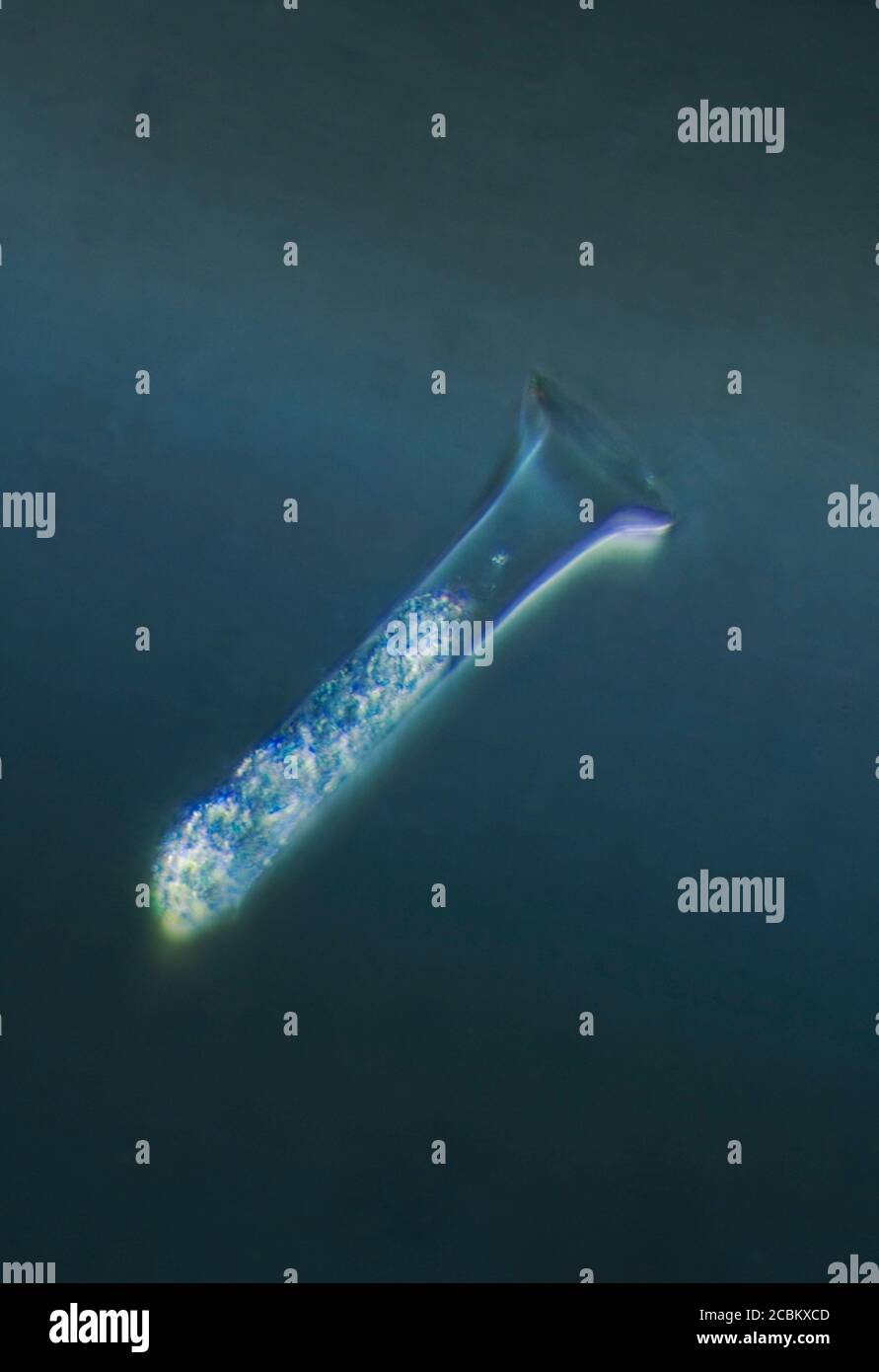 Vue microscopique de sea cell Banque de photographies et d’images à ...