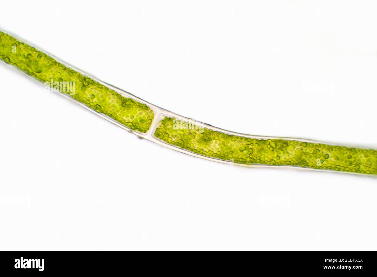 Algae microscope Banque d'images détourées - Alamy