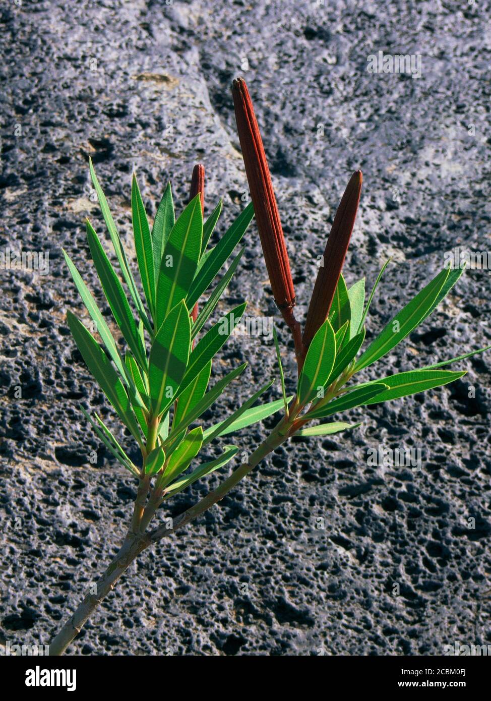 Roche volcanique rouge Banque de photographies et d’images à haute ...