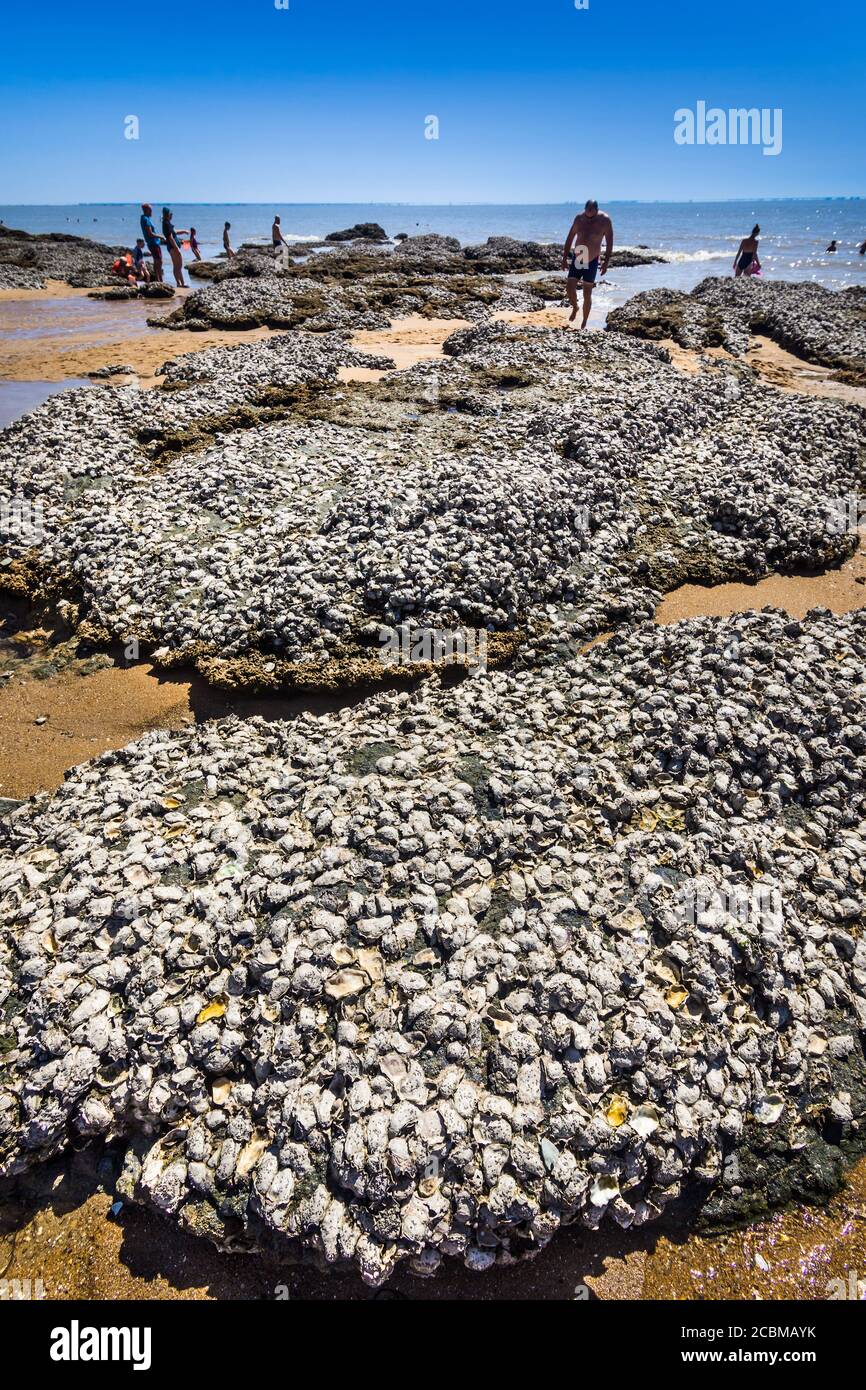 Huîtres sauvages sur la plage rocheuse de la Plage de la Fontaine aux ...