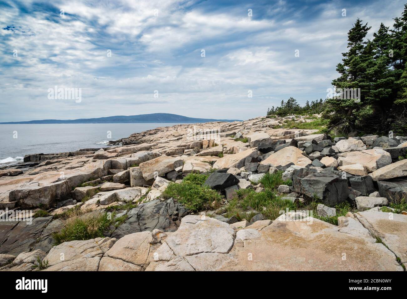 Arbres et roche de granit à Schoodic point dans l'Acadia National Parc ...