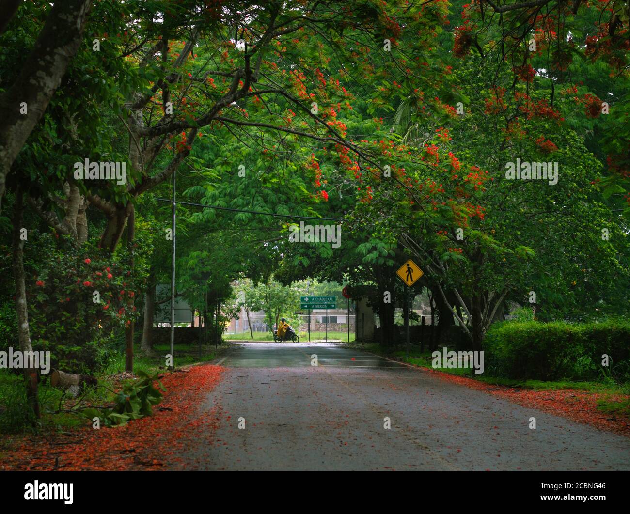 Arbres flamboyants Banque de photographies et d’images à haute ...