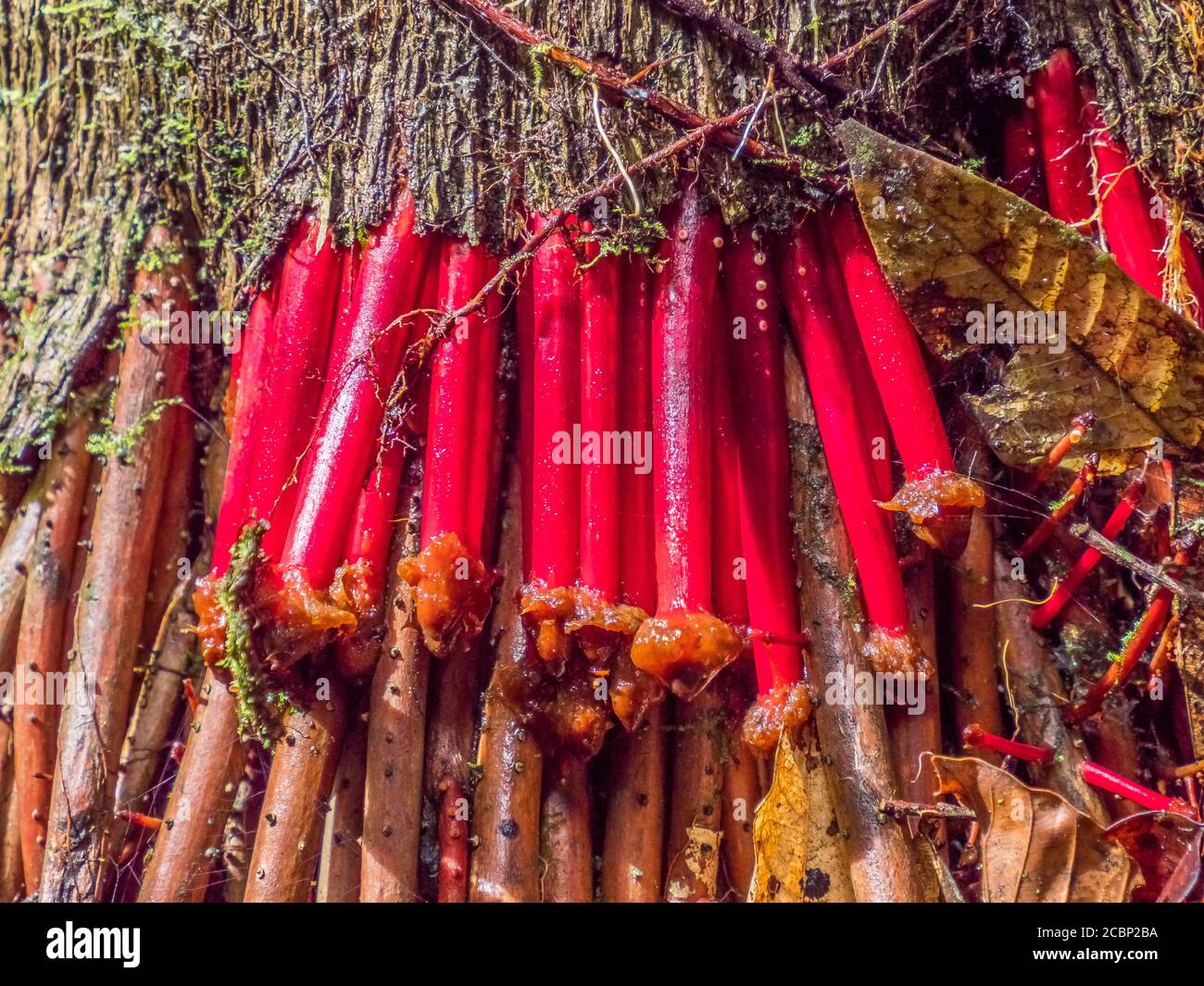 Plantes médicinales en Amazonie. Wasai, arbre rouge, racine de marche ...