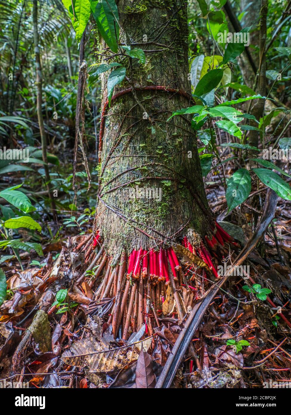 Plantes médicinales en Amazonie. Wasai, arbre rouge, racine de marche ...