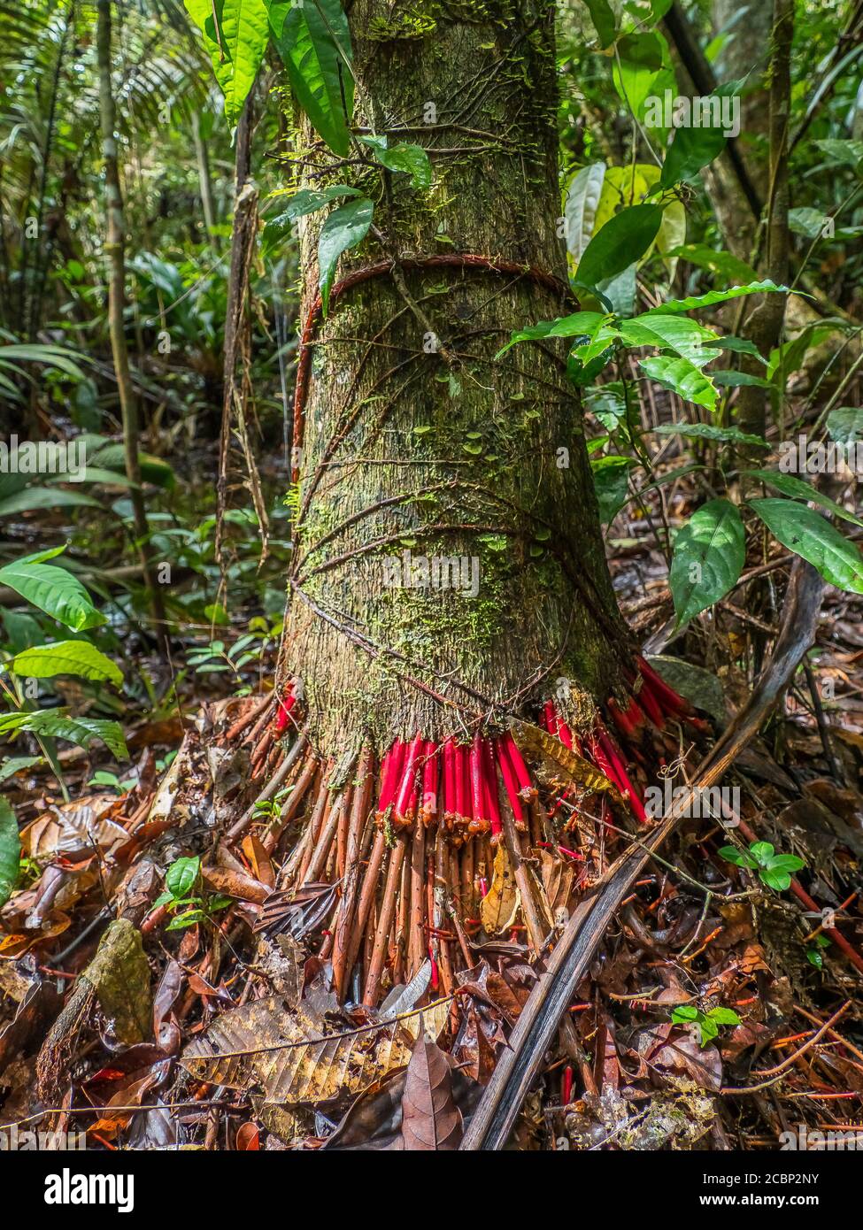 Plantes médicinales en Amazonie. Wasai, arbre rouge, racine de marche ...