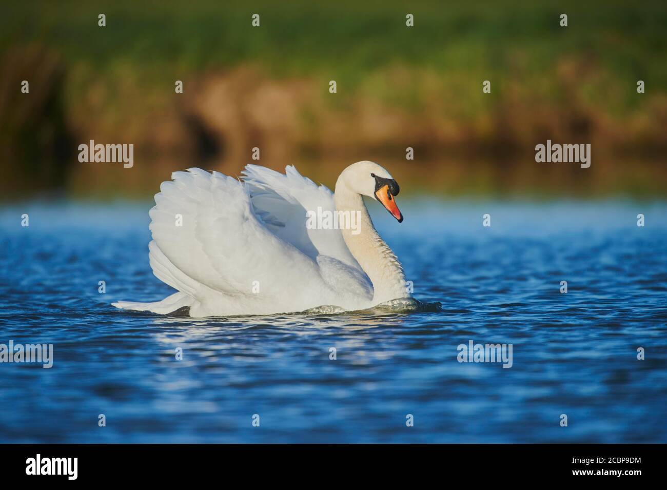 Cygne muet cygnus olor flotte dans l'eau Banque de photographies et d’images à haute résolution ...
