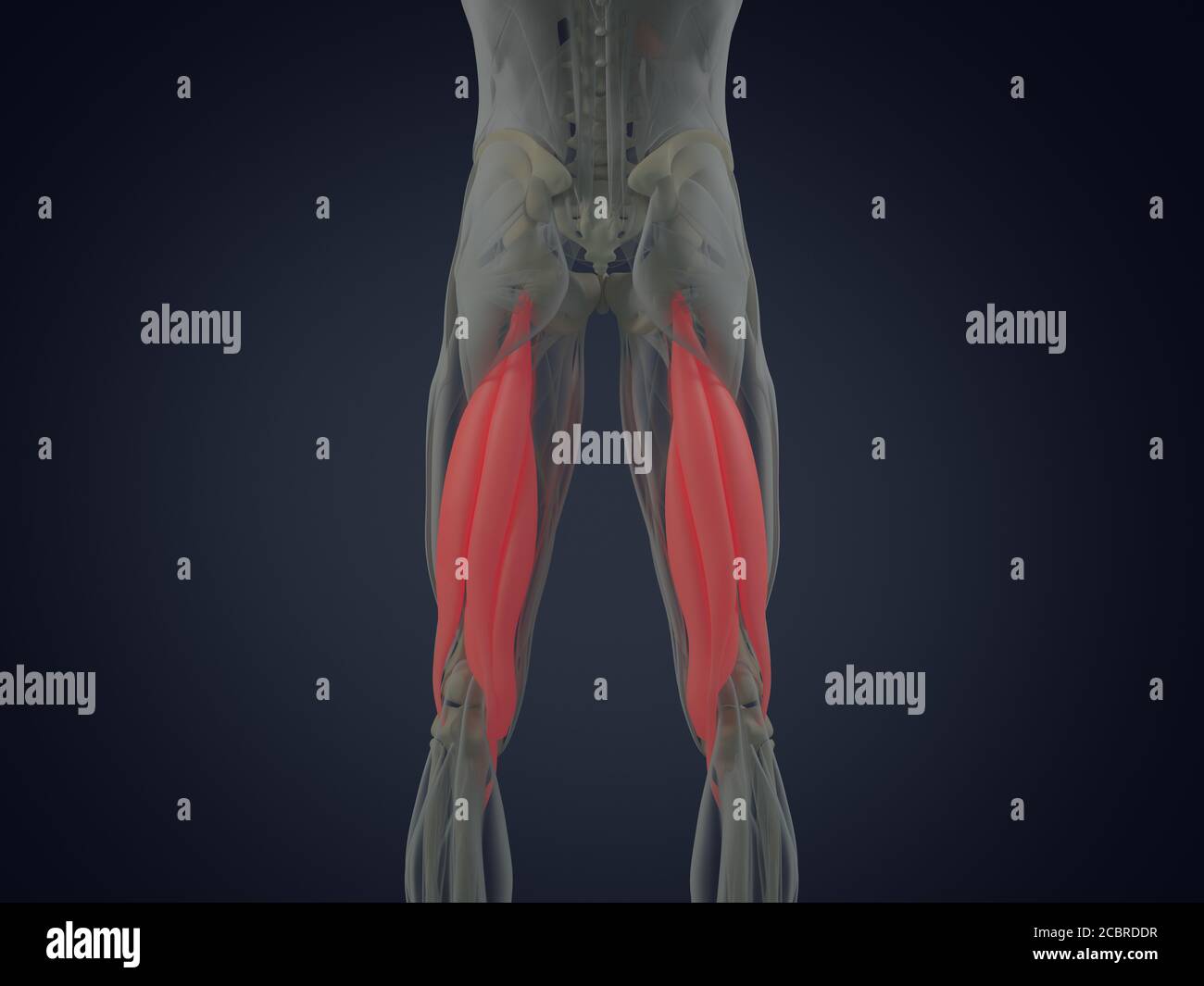 Groupe de muscle de hamstring, système de muscle d'anatomie humaine ...