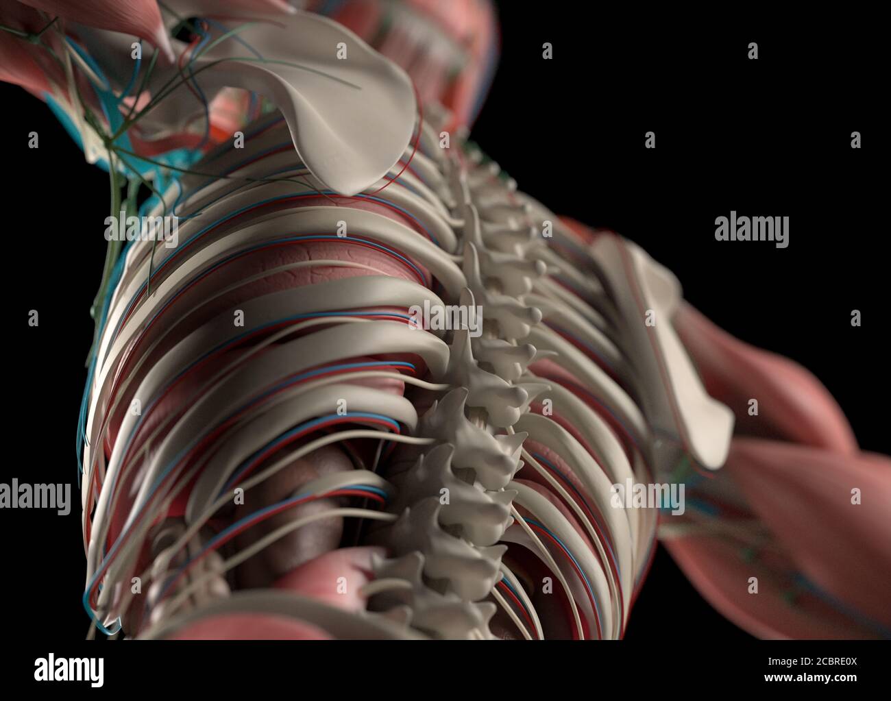 Anatomie 3d muscles nuque crane Banque de photographies et d’images à ...