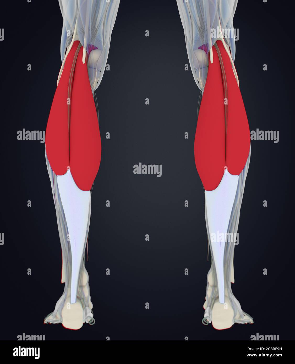 Illustration anatomique des muscles du mollet, anatomie humaine ...
