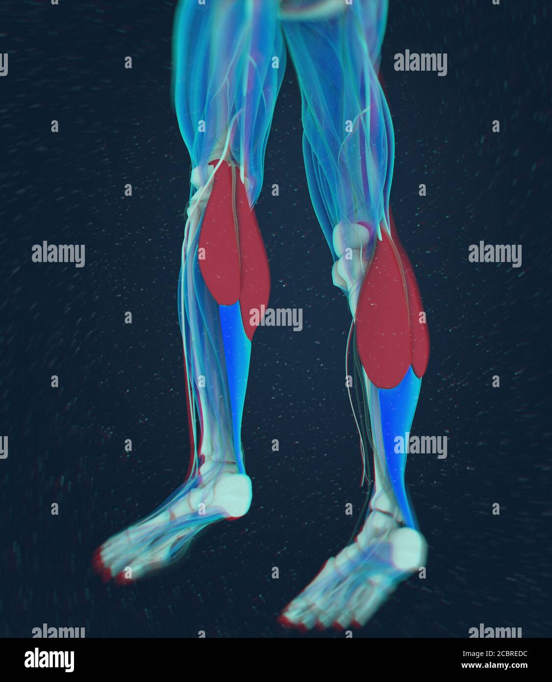 Illustration anatomique des muscles du mollet, anatomie humaine ...