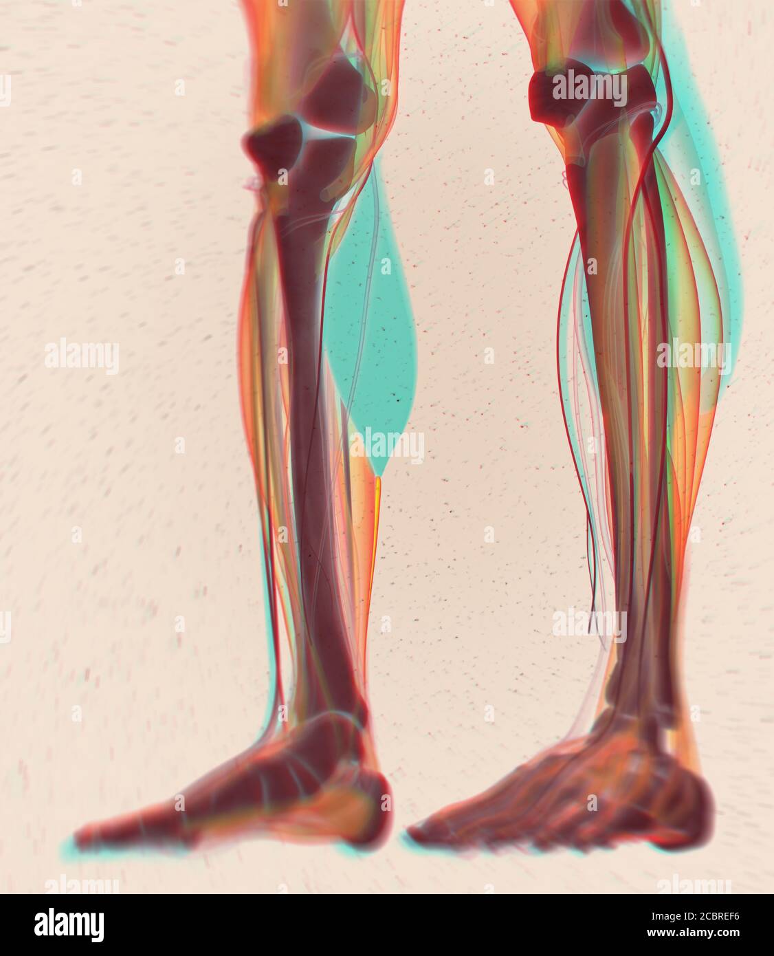 Illustration anatomique des muscles du mollet, anatomie humaine ...