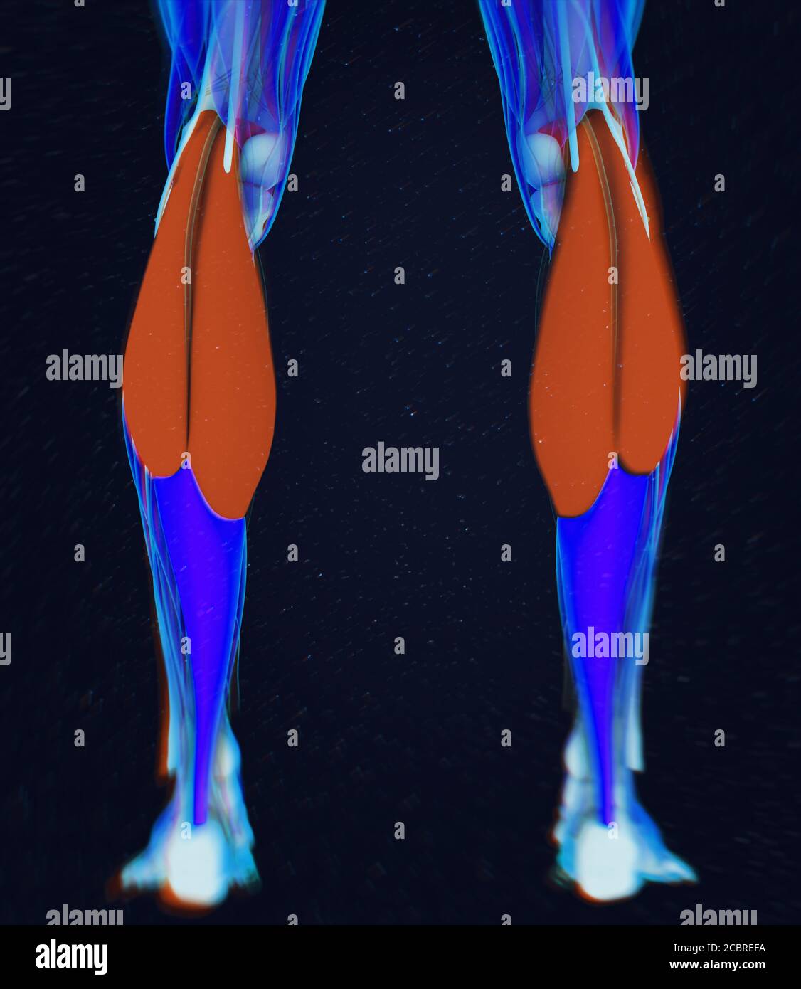 Illustration anatomique des muscles du mollet, anatomie humaine ...