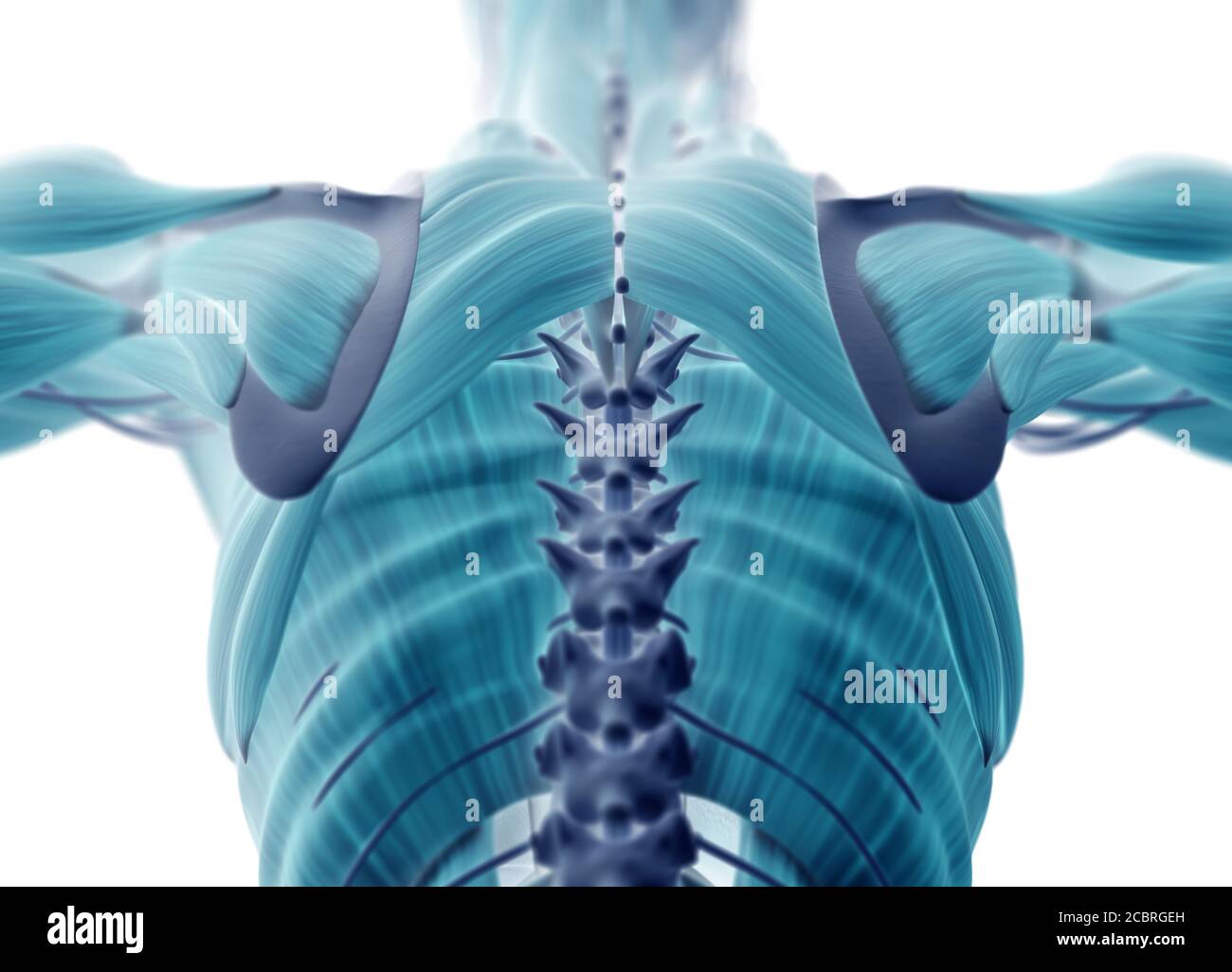 Illustration de l'anatomie du muscle du corps humain. Dos, dos, côtes ...