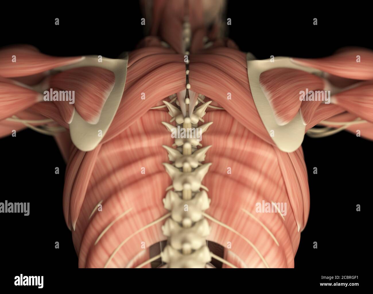 Illustration de l'anatomie du muscle du corps humain. Dos, dos, côtes ...