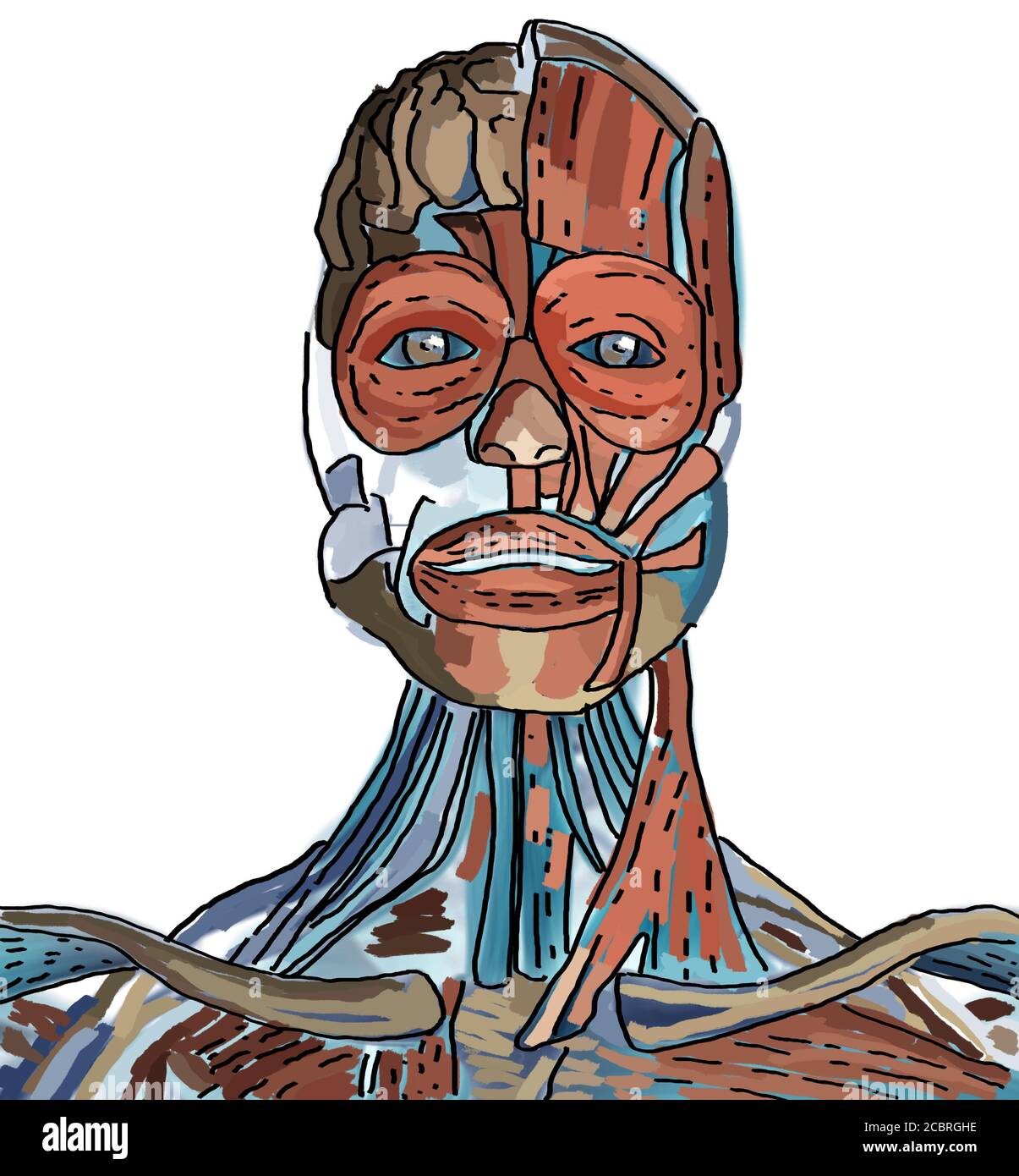 Illustration du concept anatomique de la tête humaine, du système ...