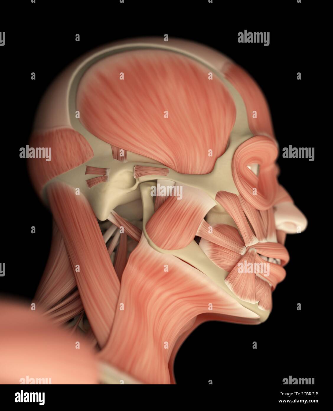 Illustration de l'anatomie du muscle du corps humain. Tête, crâne ...