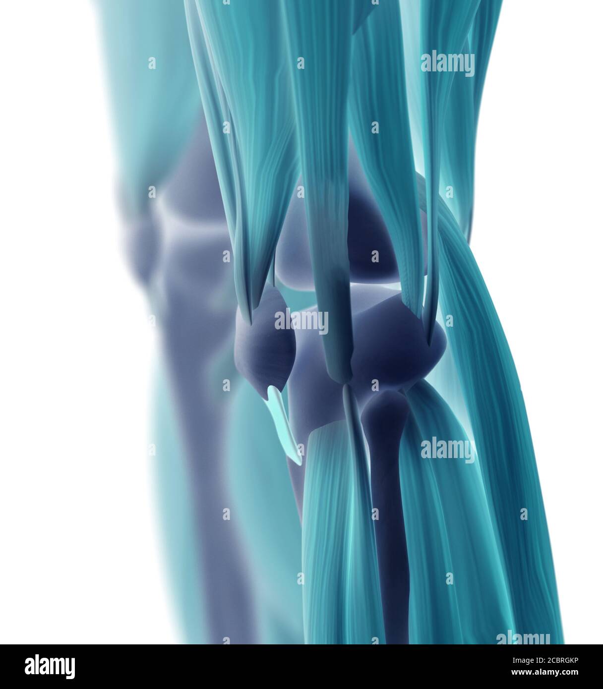 Illustration de l'anatomie du muscle du corps humain. Genou Photo Stock ...