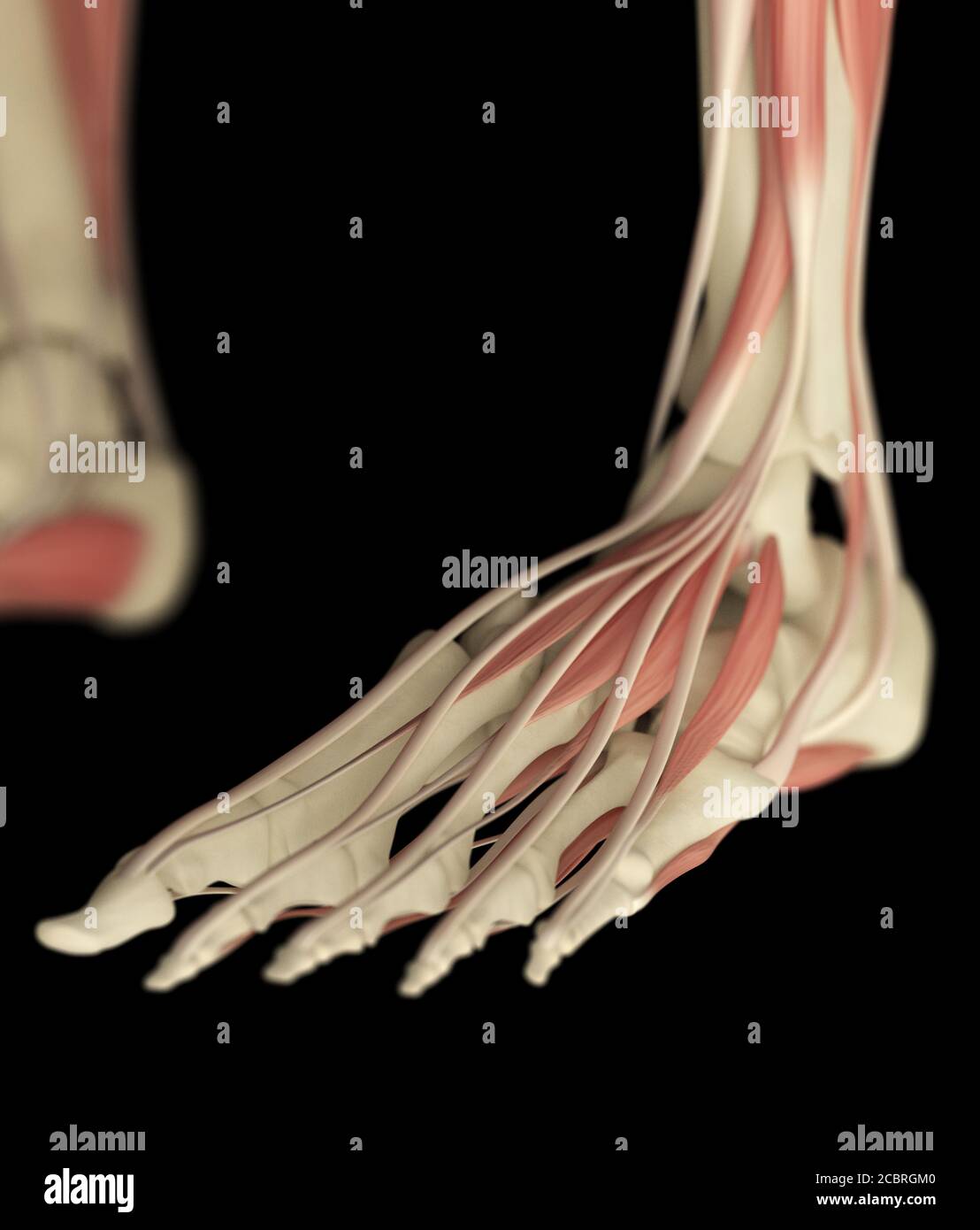 Illustration de l'anatomie du muscle du corps humain. Pied Photo Stock ...