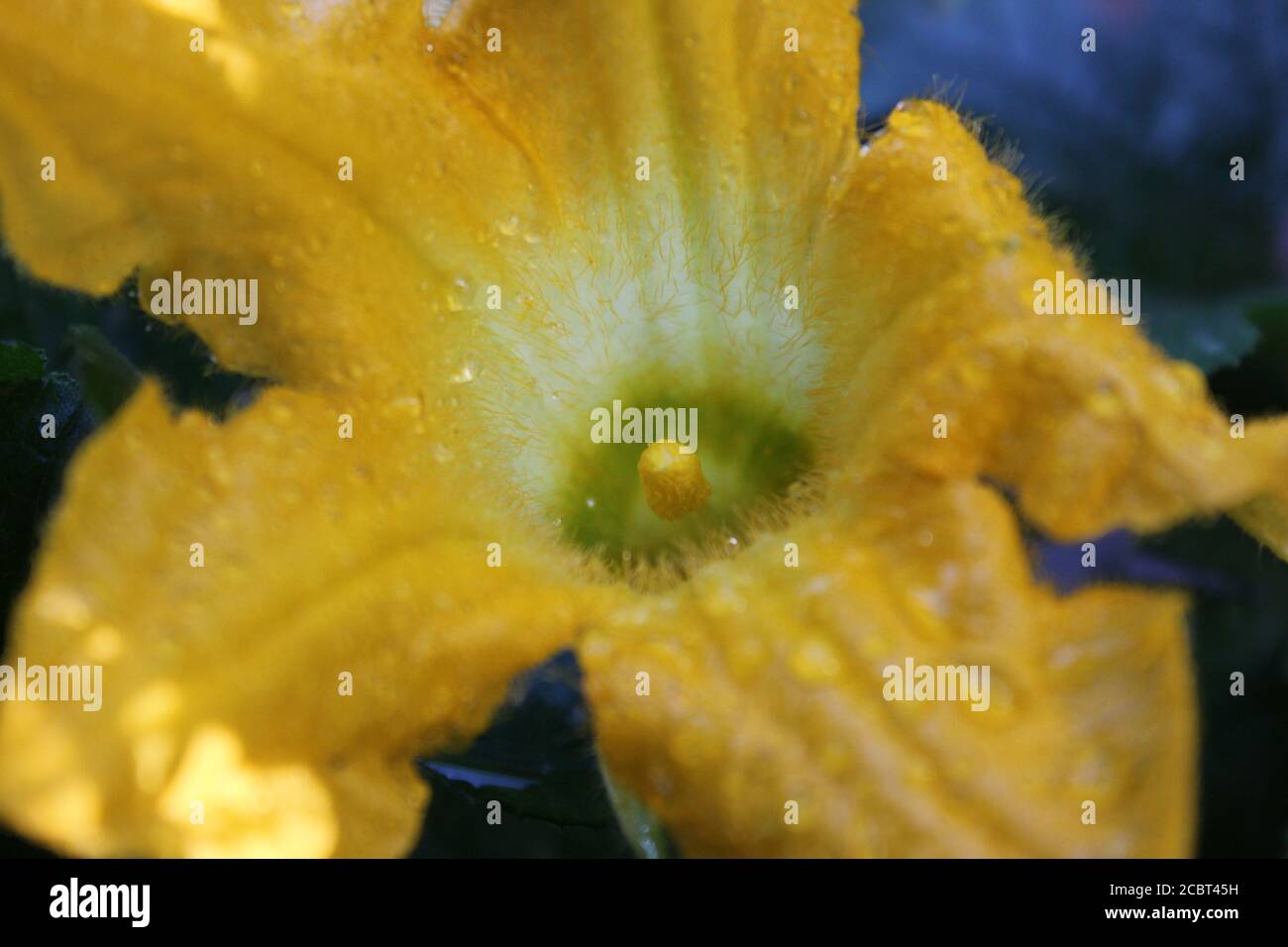 Fleur de citrouille Banque de photographies et d’images à haute ...