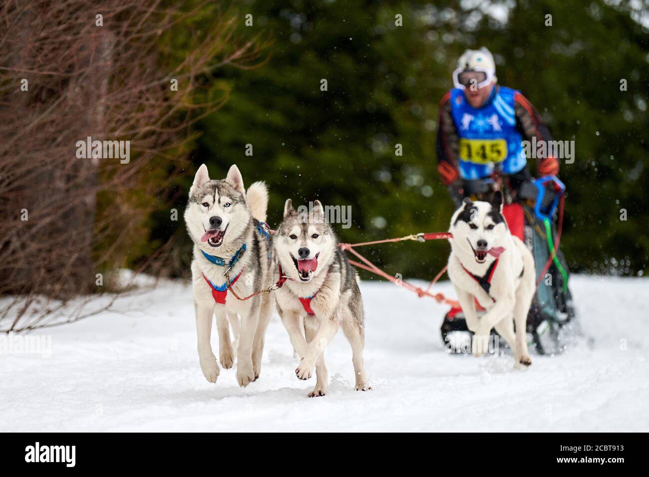 Courses de chiens de traîneau Husky. Compétition d'équipe de traîneau ...