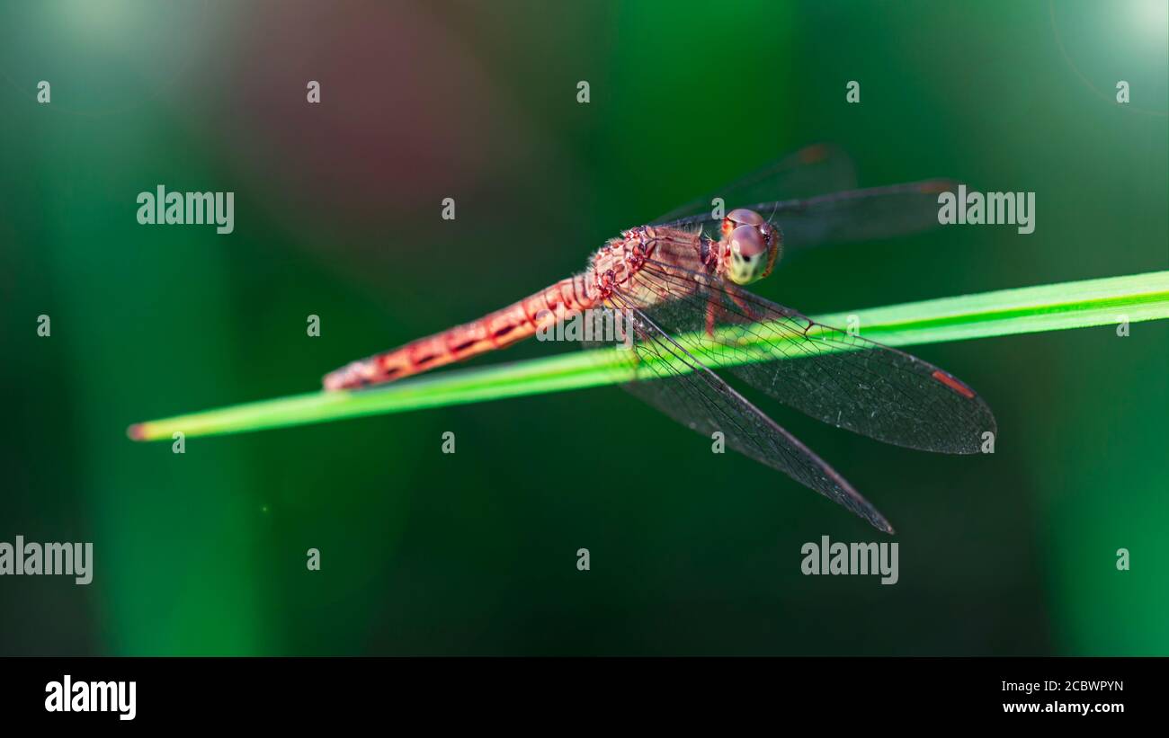 photo macro d'une libellule colorée sur une feuille. prédateur volant ...