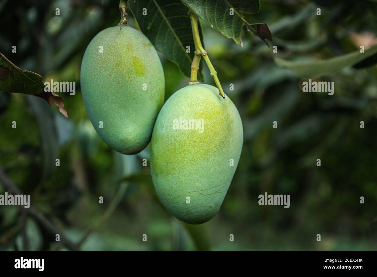 Les manguiers Banque de photographies et d’images à haute résolution ...