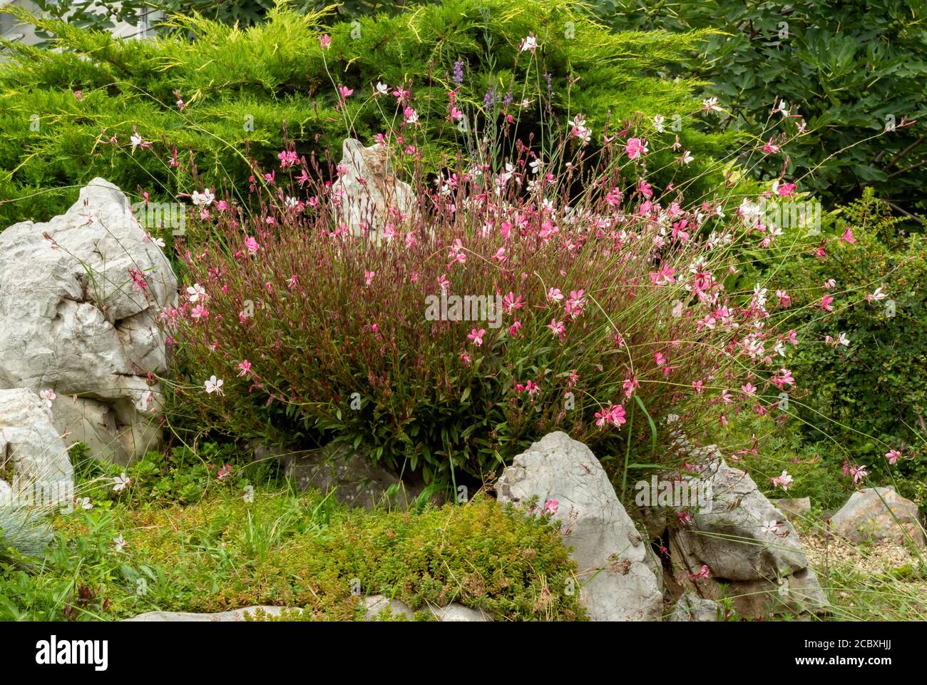 Fleur qui pousse sur le rocher Banque de photographies et d’images à ...