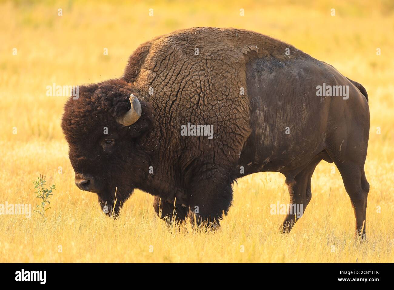 American bison Banque de photographies et d’images à haute résolution ...