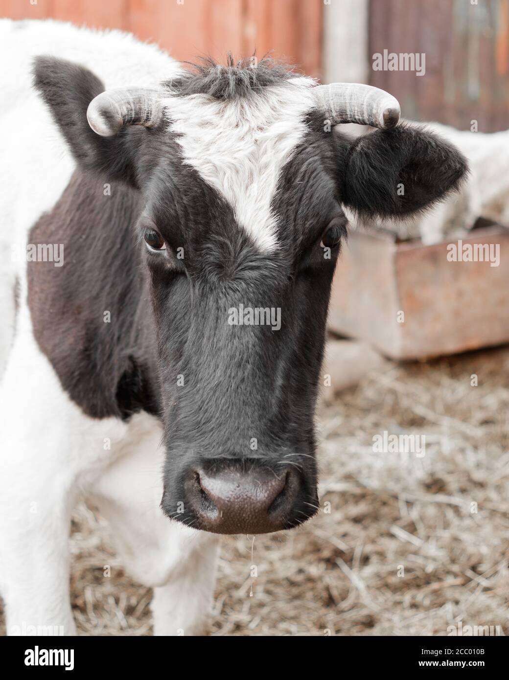 Vache noire et blanche avec des cornes Banque de photographies et d’images à haute résolution ...