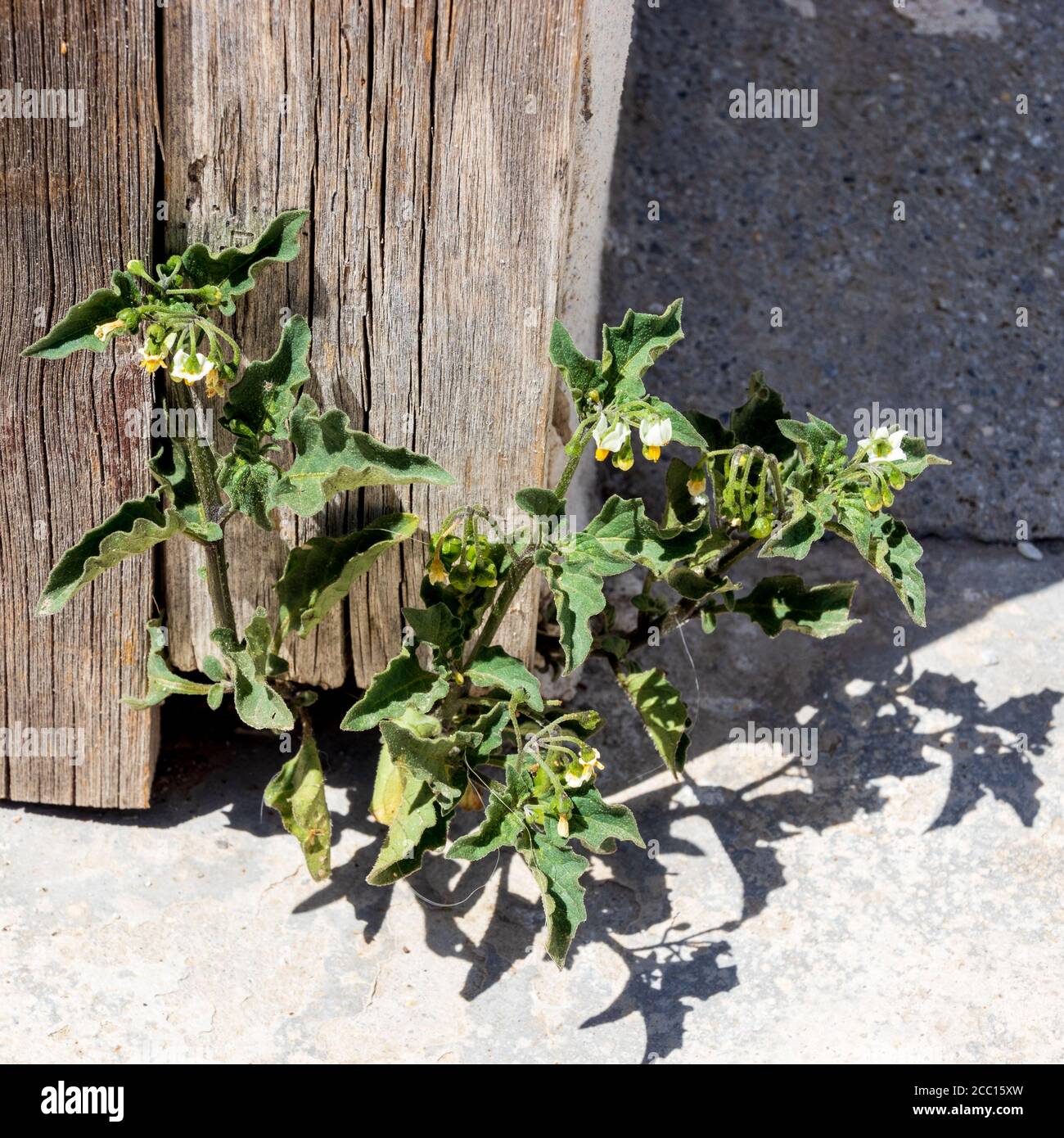 Black nightshade solanum nigrum plant Banque de photographies et d ...
