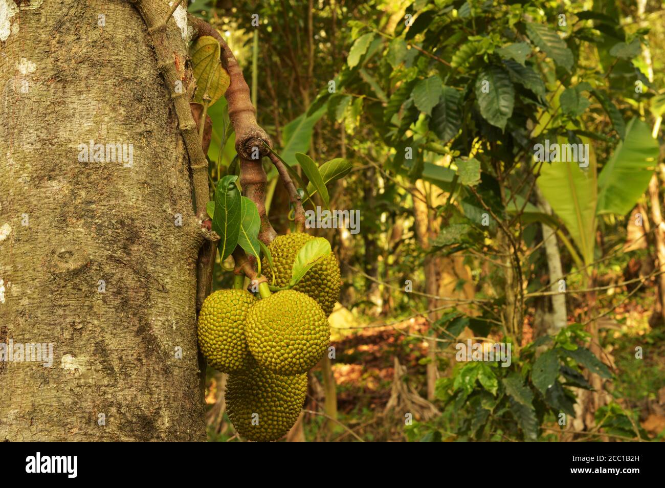 Largest fruit Banque de photographies et d’images à haute résolution ...