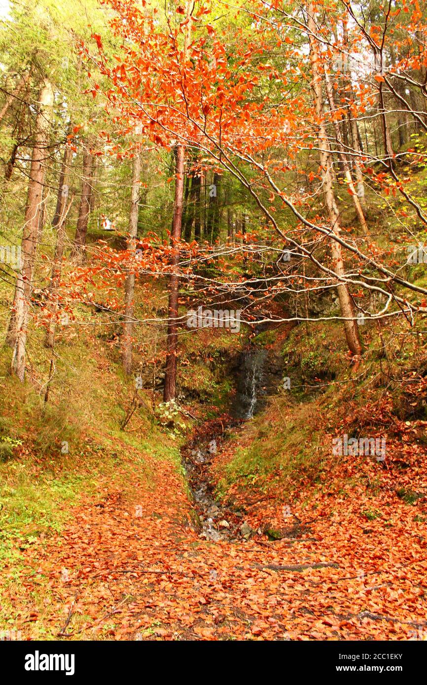 Tyrol autriche en automne avec des feuilles d'automne Banque de ...