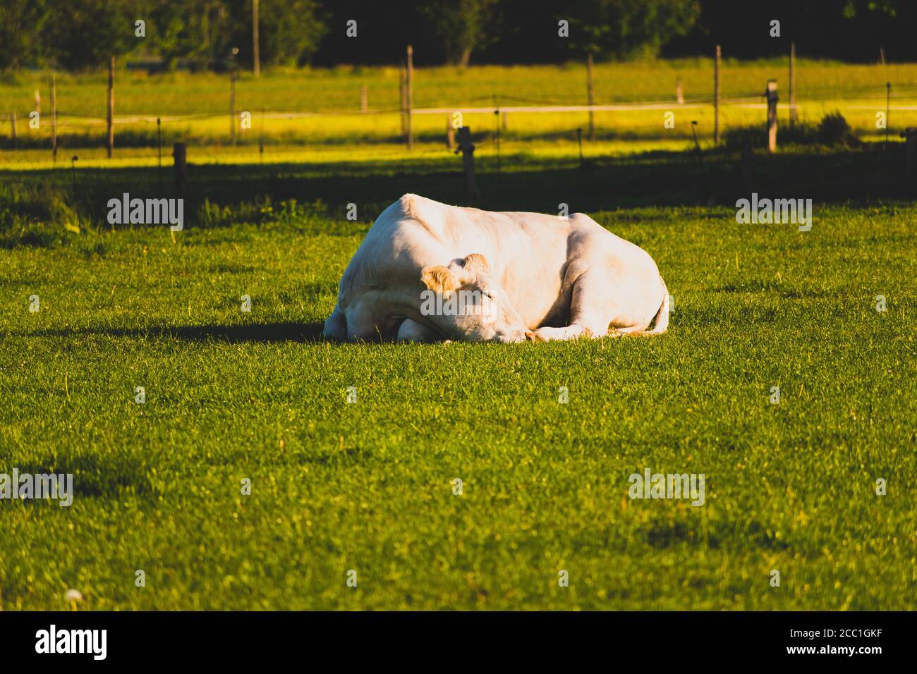 Vache Bleue Belge Banque d'image et photos - Page 2 - Alamy