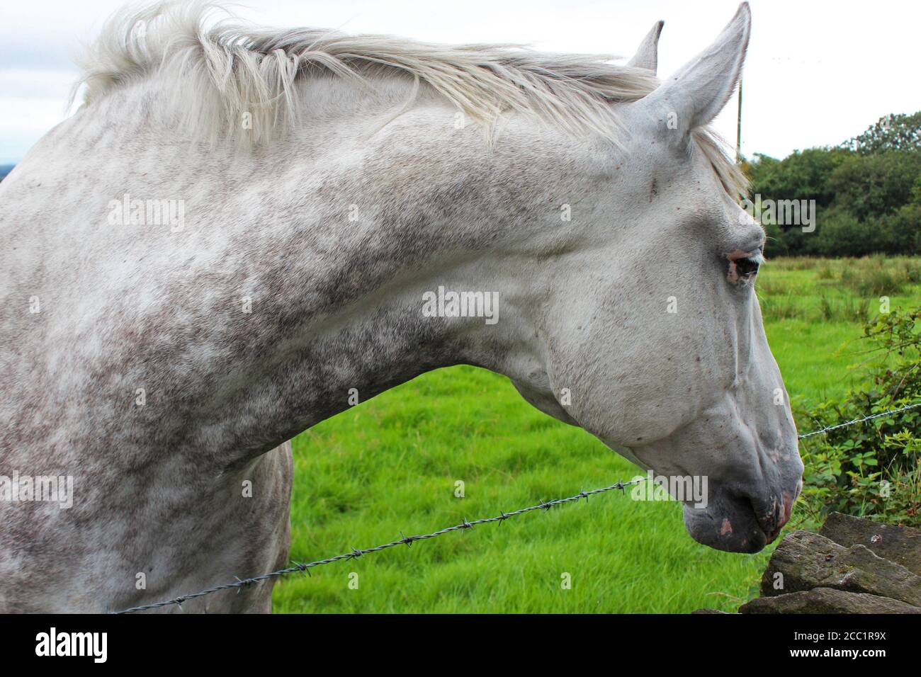 Cheval gris Banque de photographies et d’images à haute résolution - Alamy