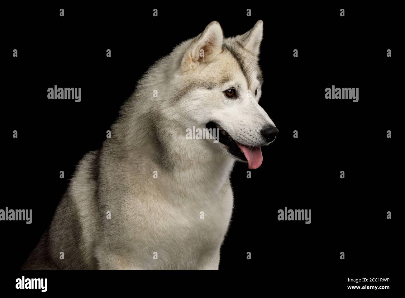 Husky sibérien noir Banque de photographies et d’images à haute ...