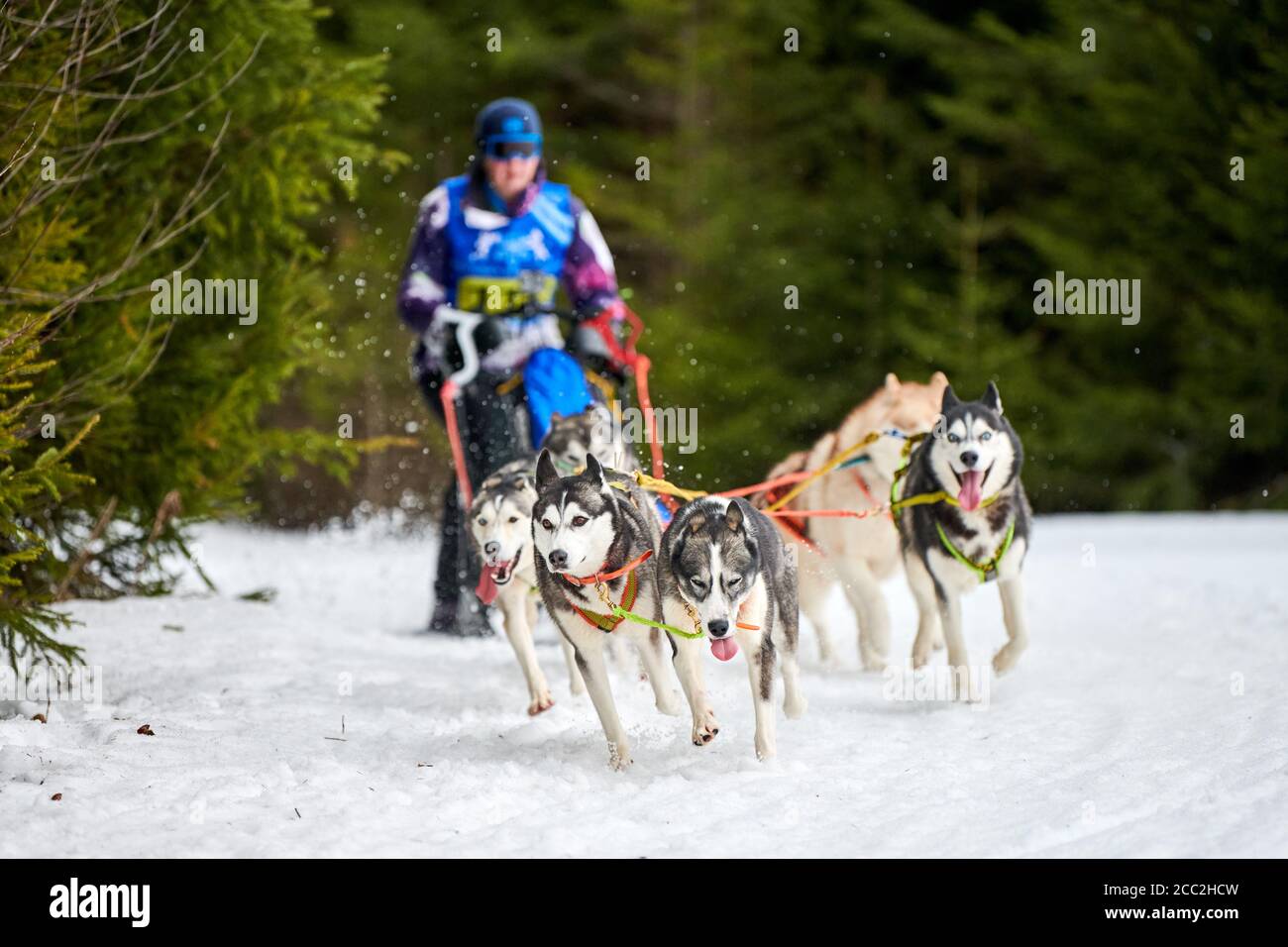 Courses de chiens de traîneau Husky. Compétition d'équipe de traîneau ...