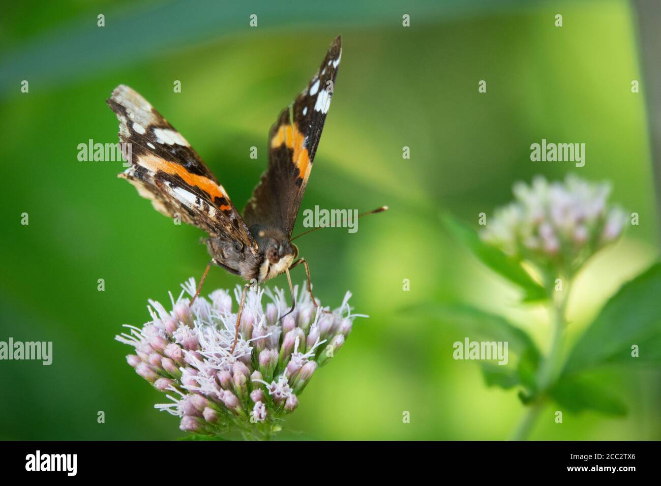 un gros plan d'un papillon collectant le nectar Photo Stock - Alamy