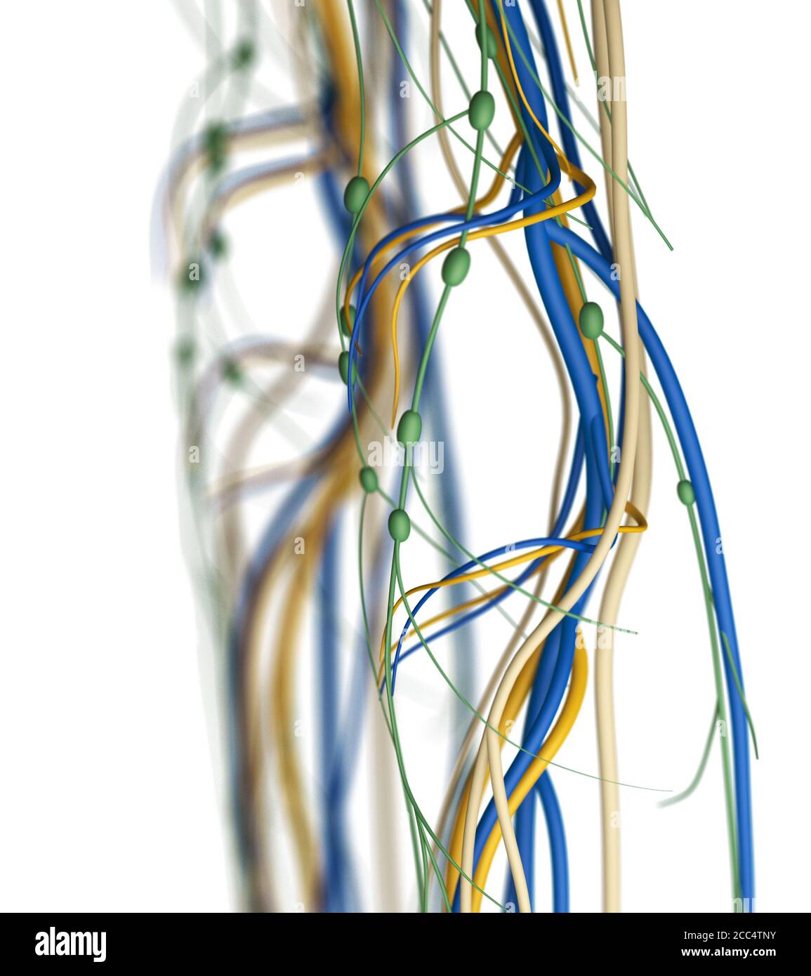 Illustration médicale des artères du genou et du système lymphatique ...