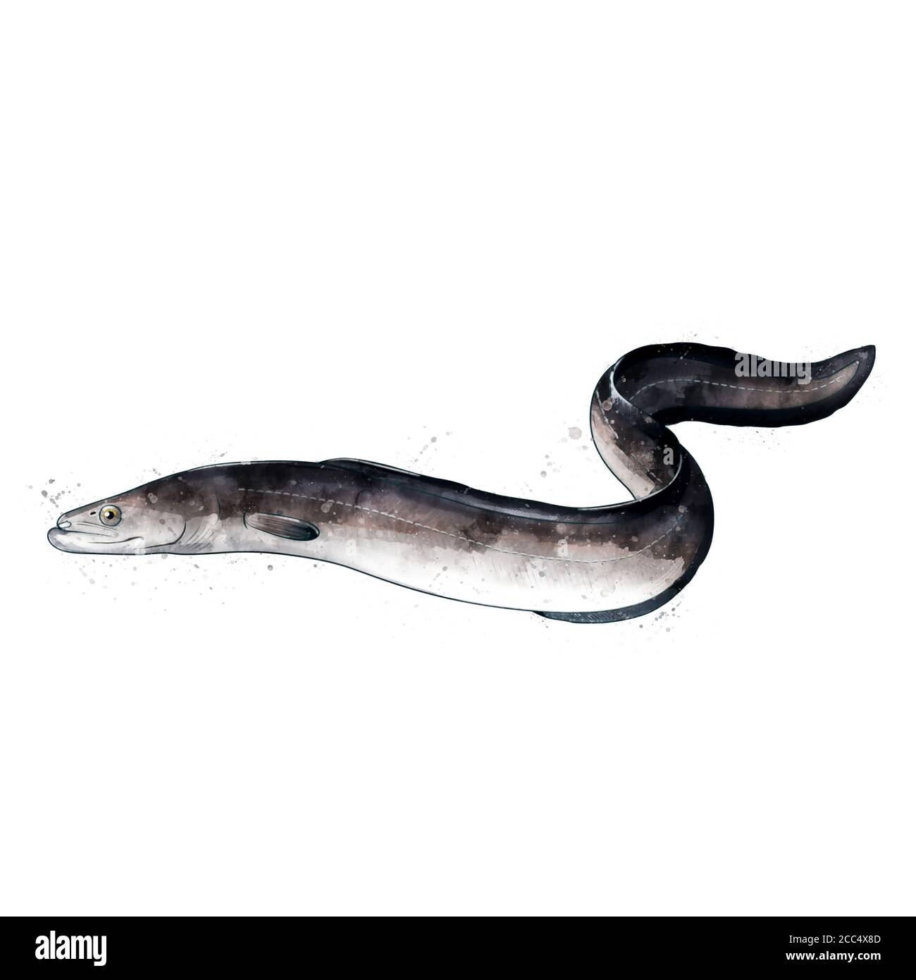 Anguille poisson anguille Banque d'images détourées - Alamy