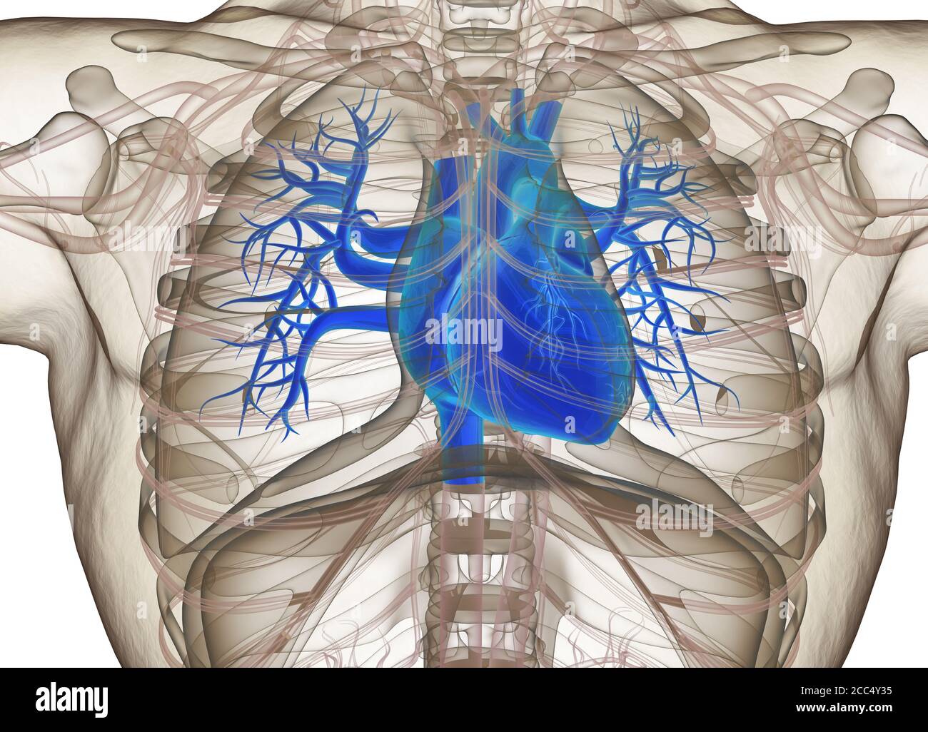 Cœur humain à l'intérieur du corps. Anatomie. illustration 3d Photo ...