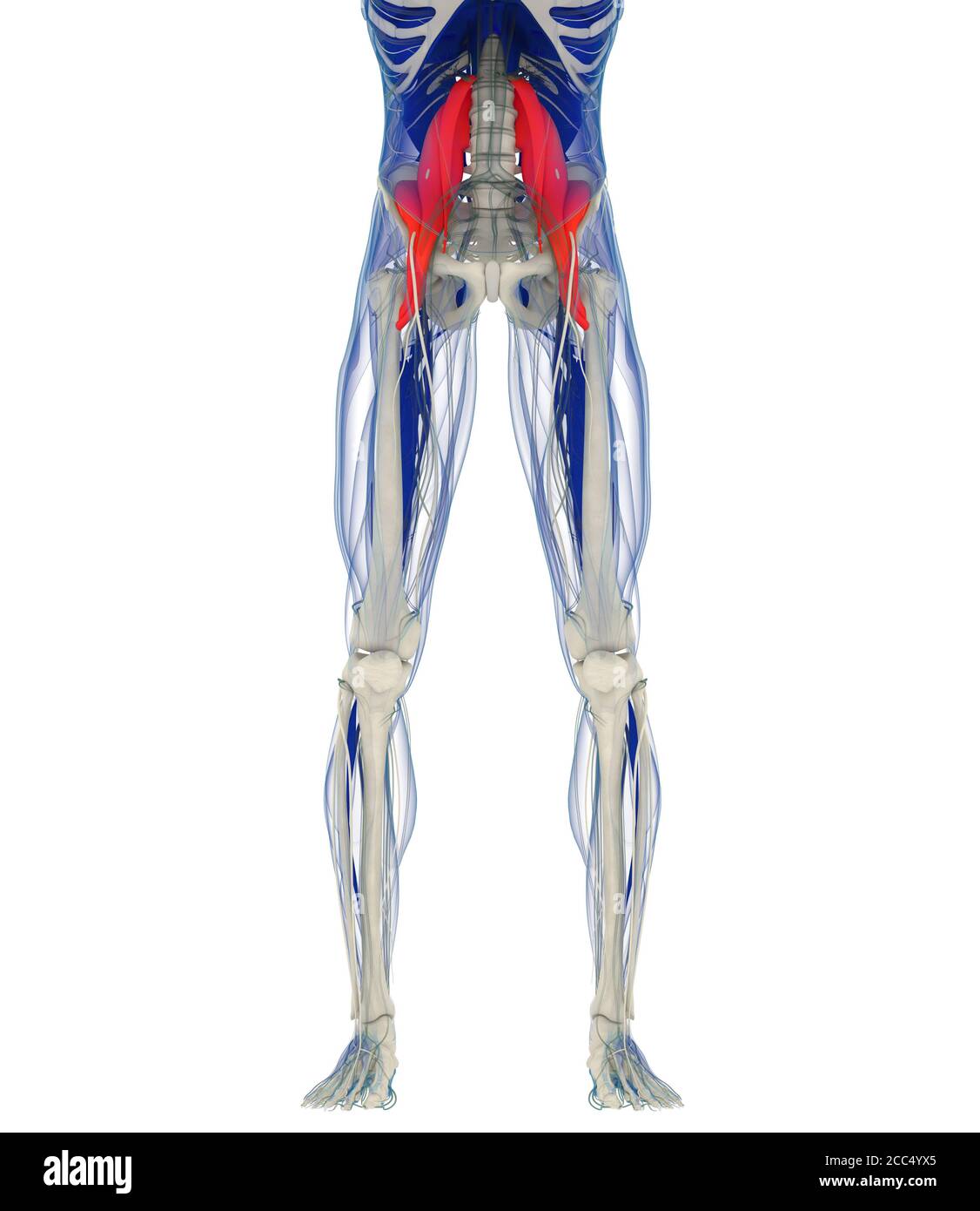 Illustration anatomique médicale du muscle psoas. illustration 3d Photo ...