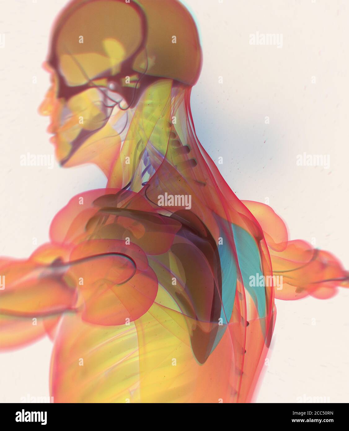 Illustration de l'anatomie de la rhomboïde major.acquisition de rayons ...