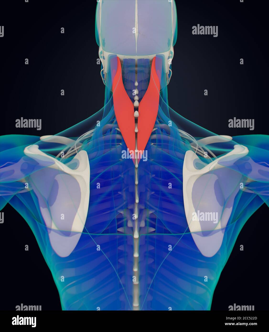 Illustration de l'anatomie de Splendius Capitis, muscles du cou ...