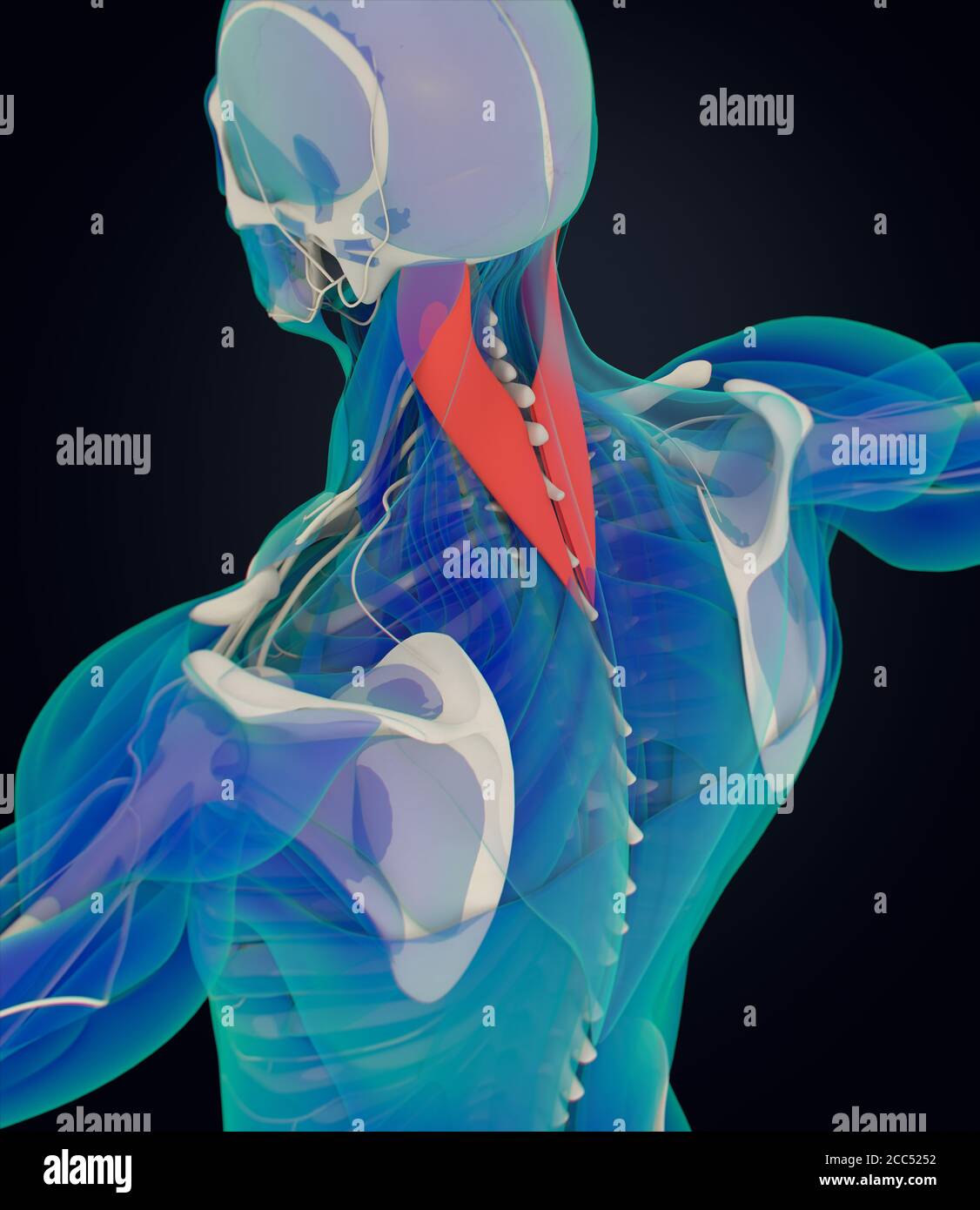 Illustration de l'anatomie de Splendius Capitis, muscles du cou ...