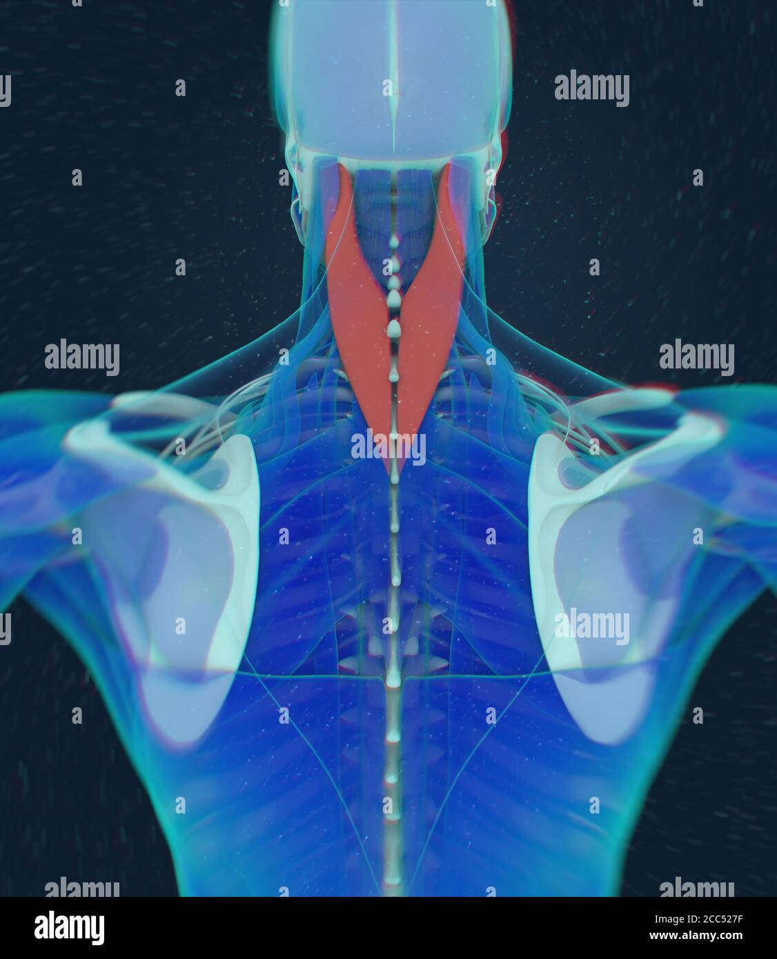 Illustration de l'anatomie de Splendius Capitis, muscles du cou ...