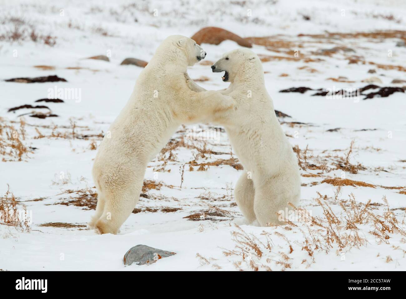 Faune Canadienne Banque d'image et photos - Alamy