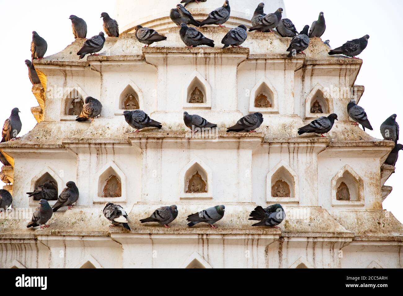 Nepal nepali pigeon pigeons Banque de photographies et d’images à haute ...
