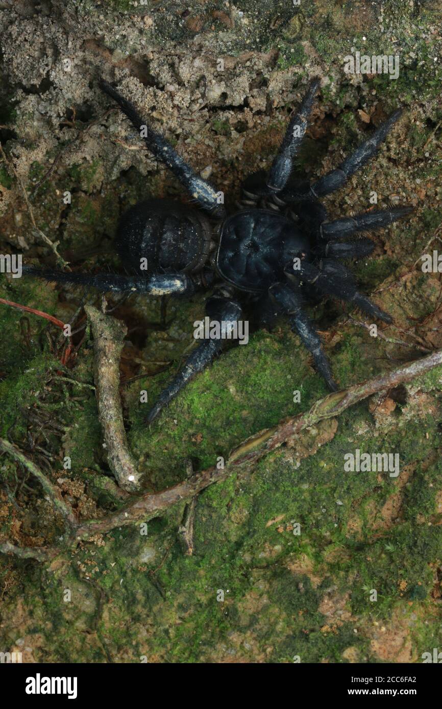 Corps Trapu Banque d'image et photos - Alamy