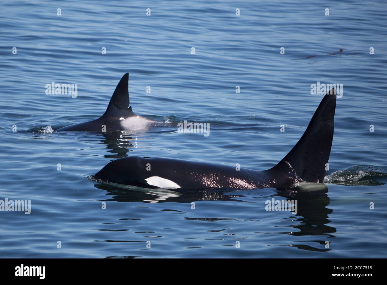 Queue de baleine orque Banque de photographies et d’images à haute ...